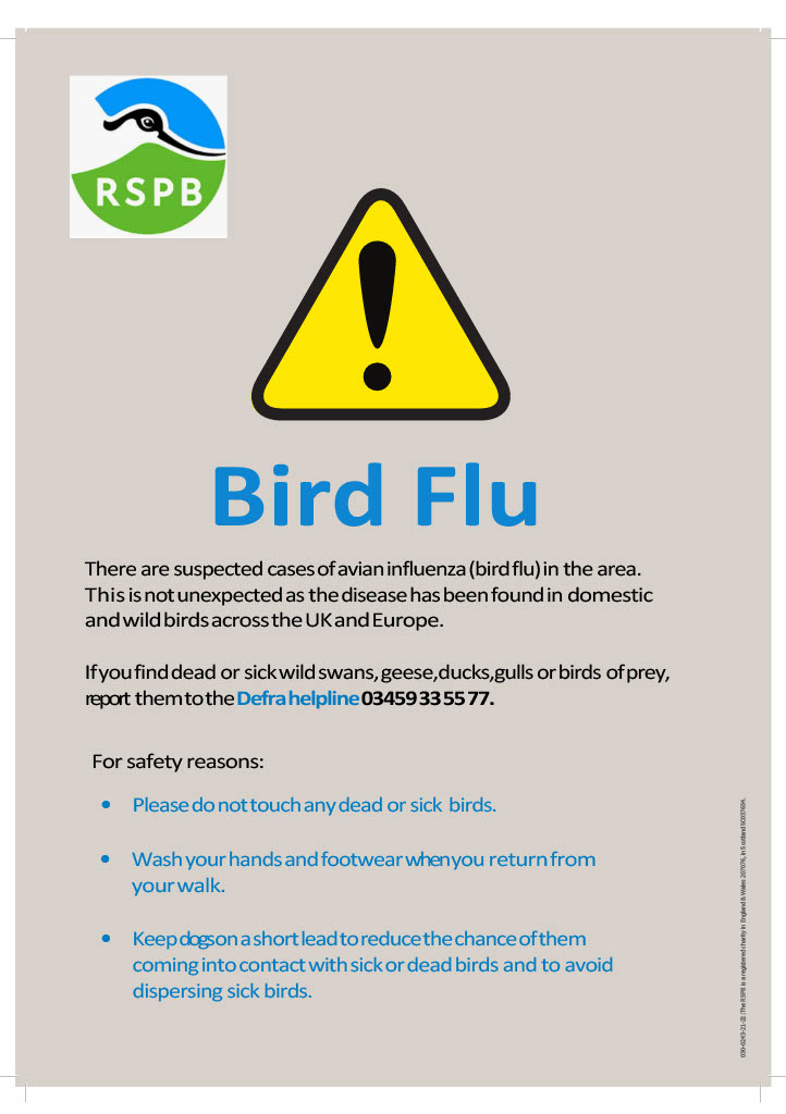 Bird Flu Information | Hayle Town Council